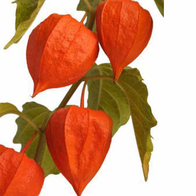 Ashwagandha - Withania somnifera - Hekma Center