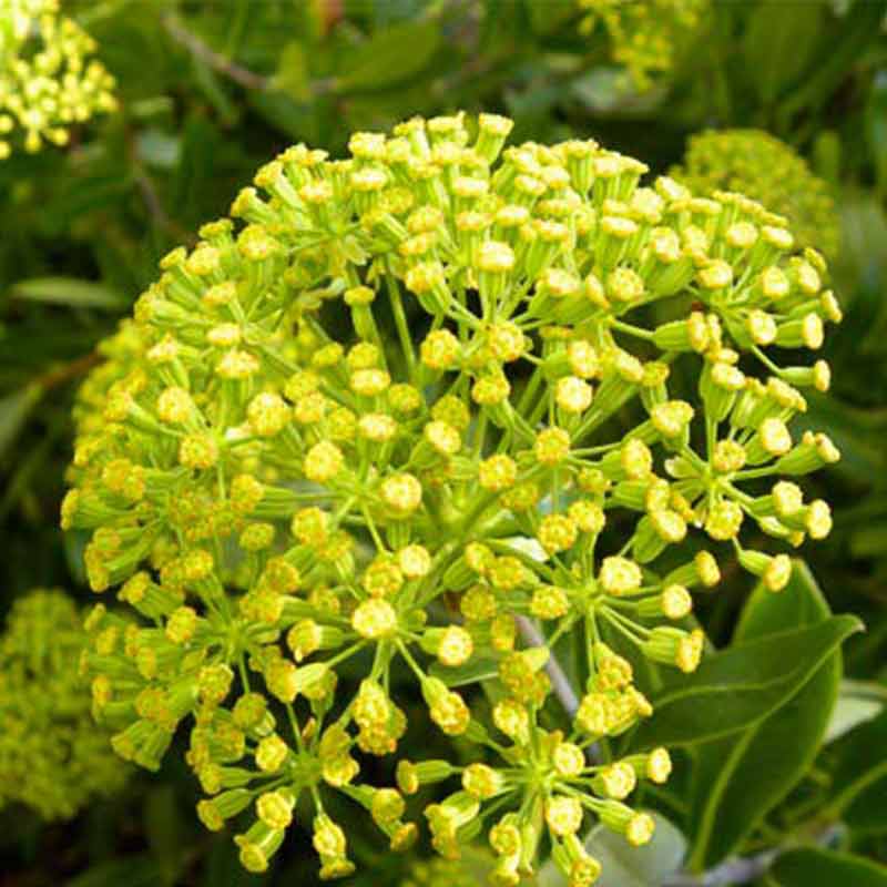 Bupleurum Falcatum - Hekma Center
