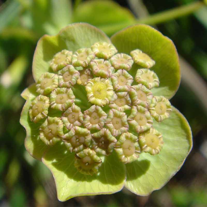Bupleurum Falcatum - Hekma Center